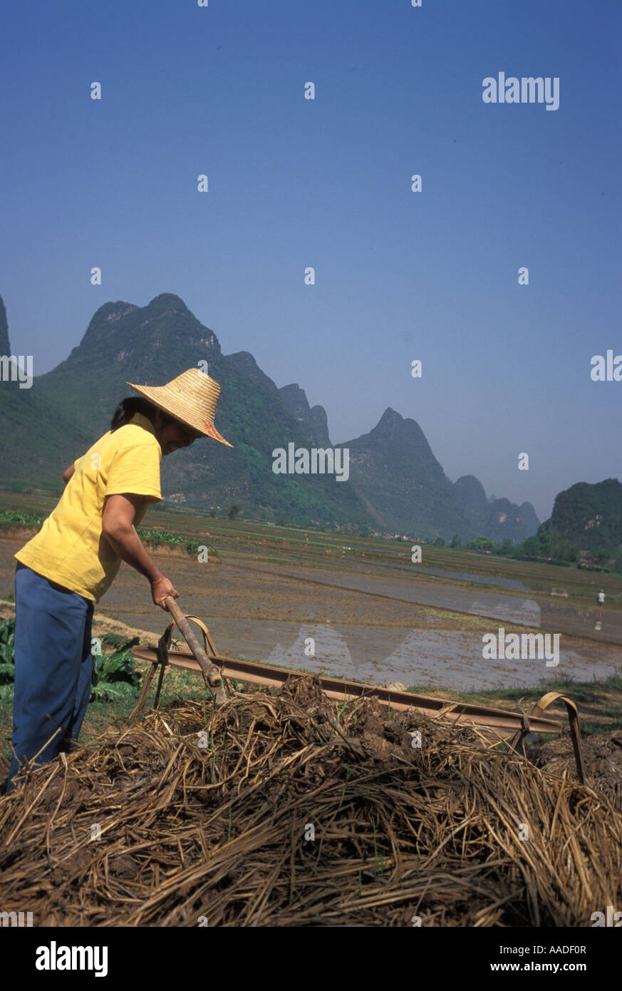 Chinese peasant farm women working in rice paddy spreading manure near ...