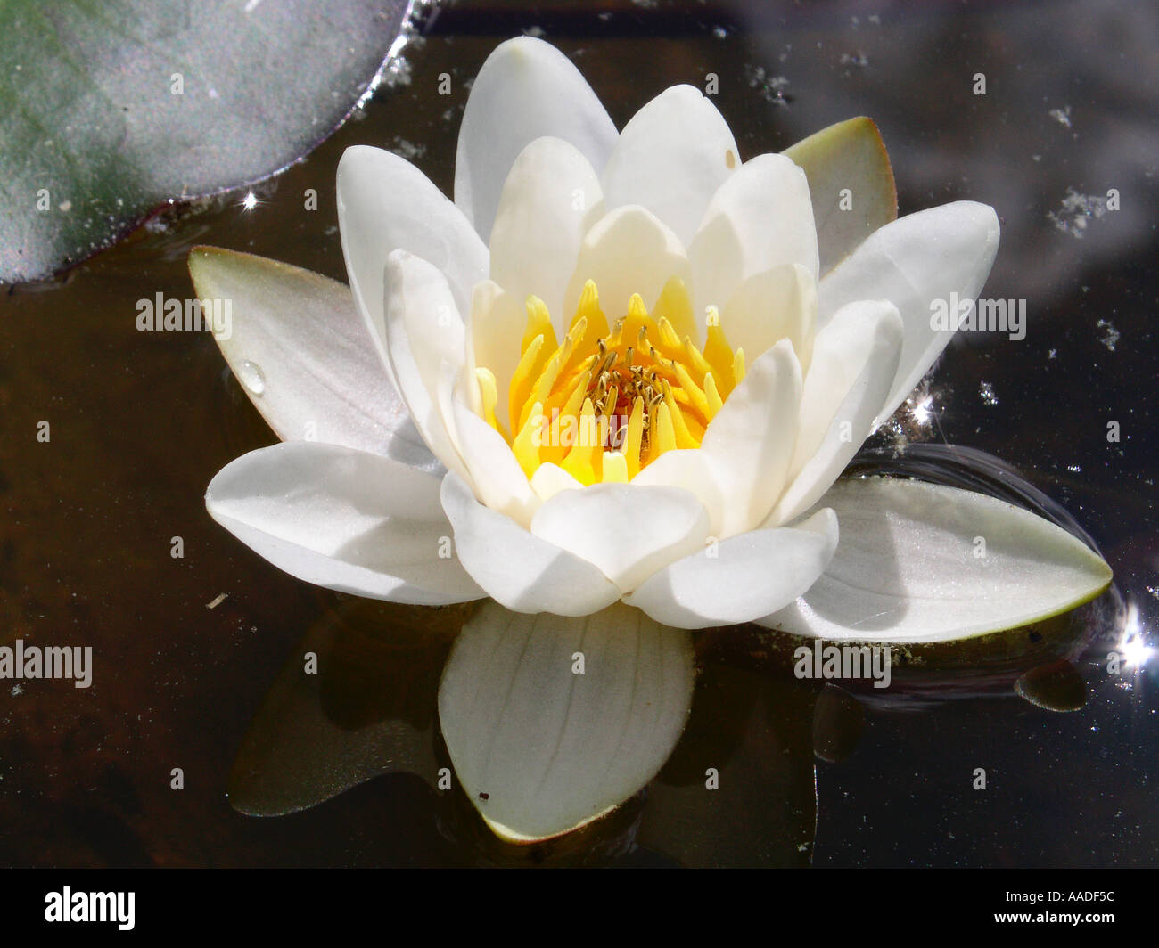 Nymphaea candida hi-res stock photography and images - Alamy
