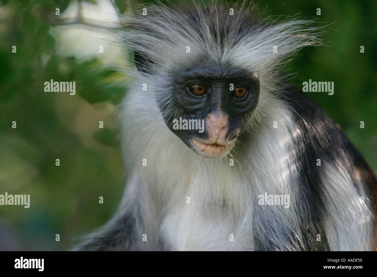 Colubus High Resolution Stock Photography and Images - Alamy