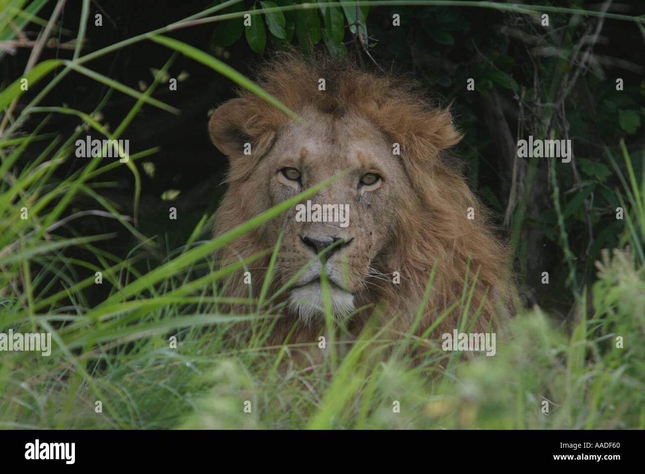 YOUNG MALE LION SITTING IN DEN Stock Photo - Alamy