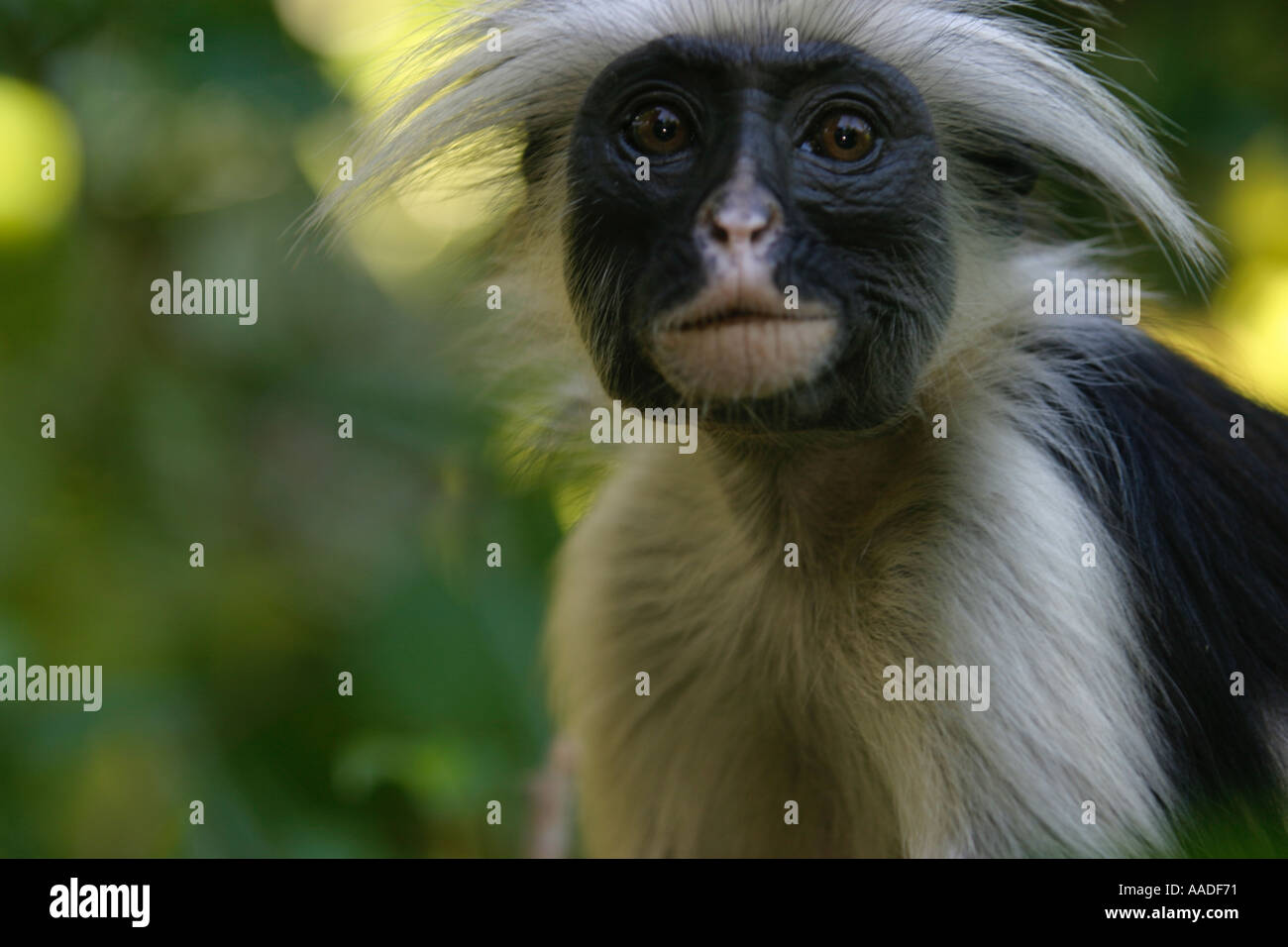 Colubus High Resolution Stock Photography and Images - Alamy