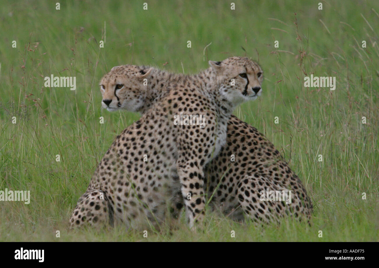 TWO MALE CHEETAHS ON THE LOOKOUT Stock Photo - Alamy