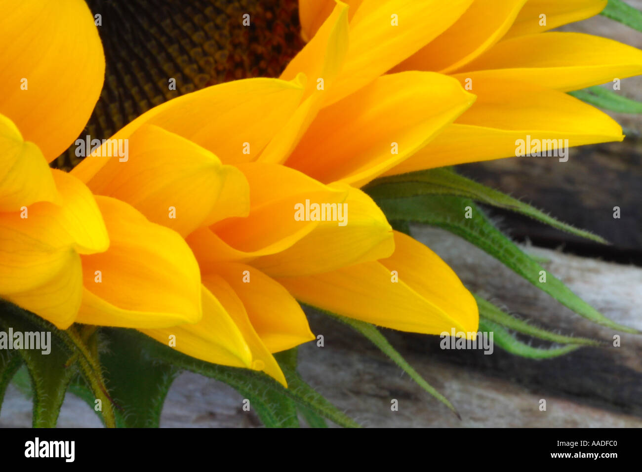 American giant sunflower hi-res stock photography and images - Alamy