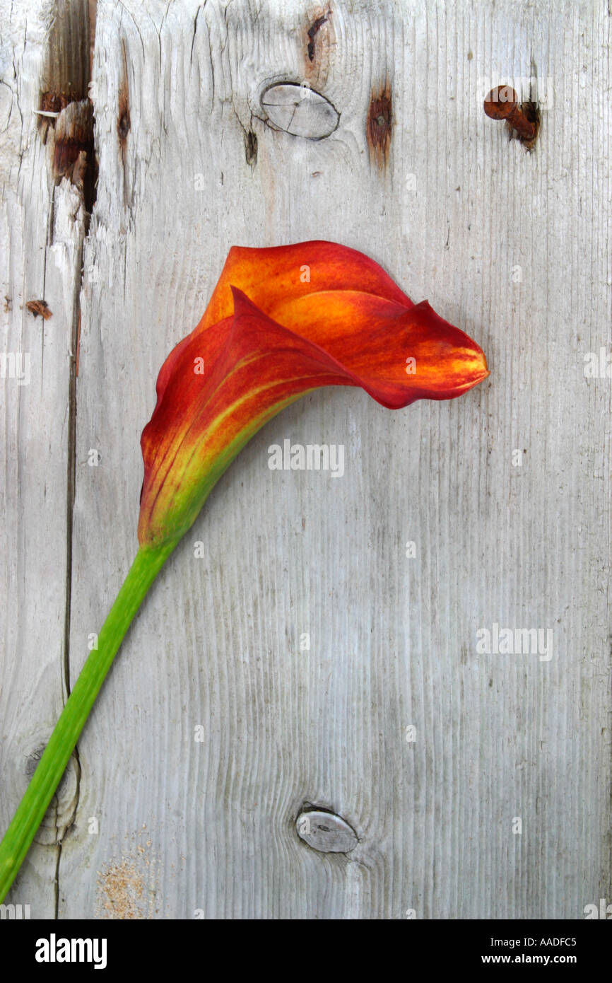 Flame red and orange Calla Lily Stock Photo - Alamy