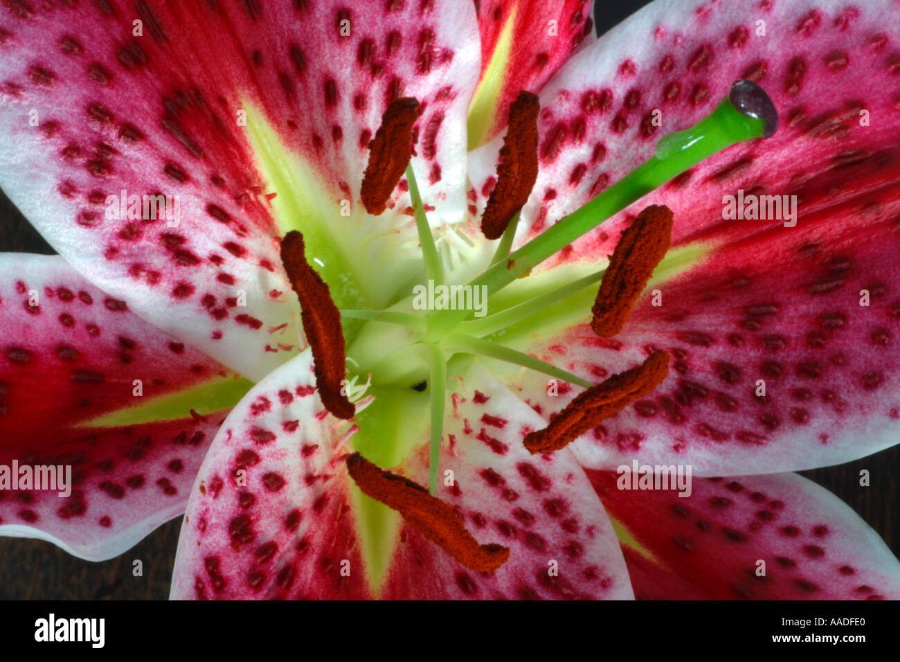 Open Stargazer lily flower Stock Photo - Alamy