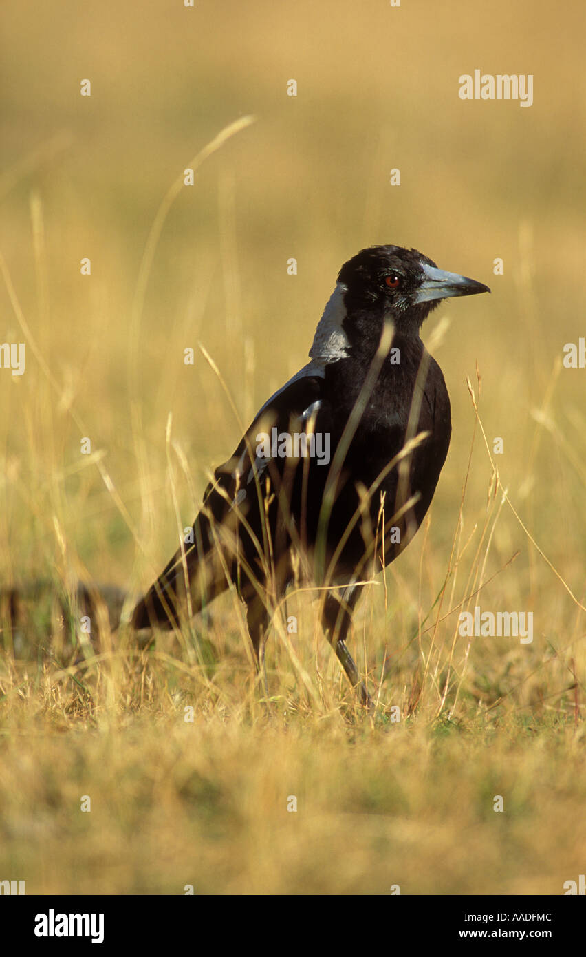 Magpie victoria hi-res stock photography and images - Alamy