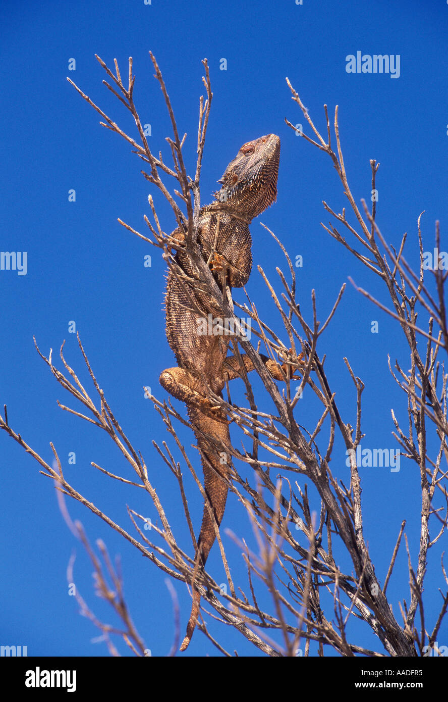 Bearded dragon or pogona hi-res stock photography and images - Alamy