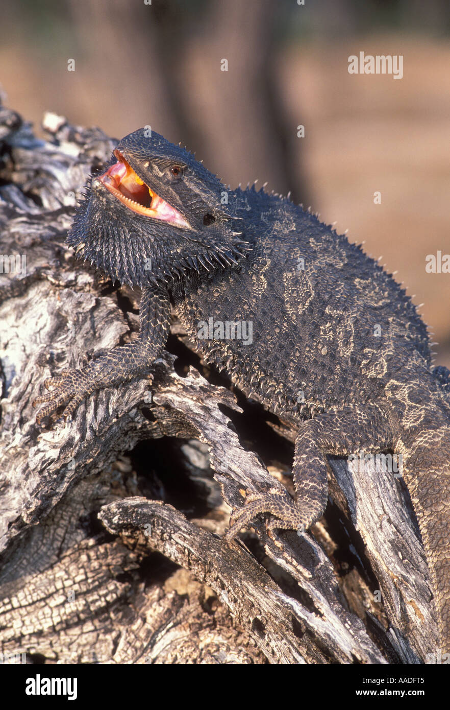 Bearded dragon or pogona hi-res stock photography and images - Alamy