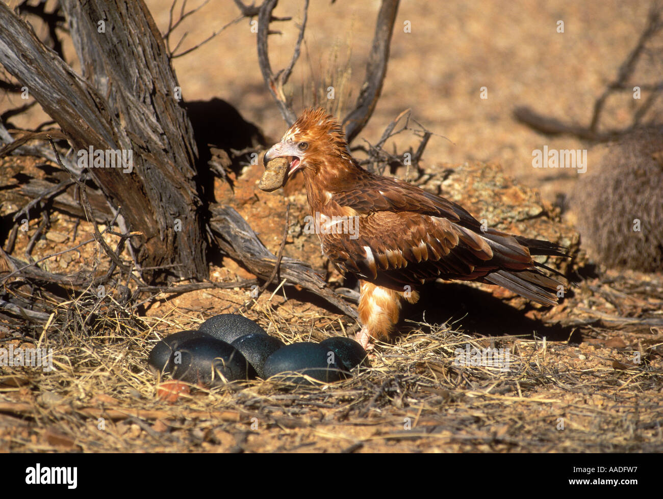 Black breasted Buzzard Hamirostra melanosternon Preparing to break open ...
