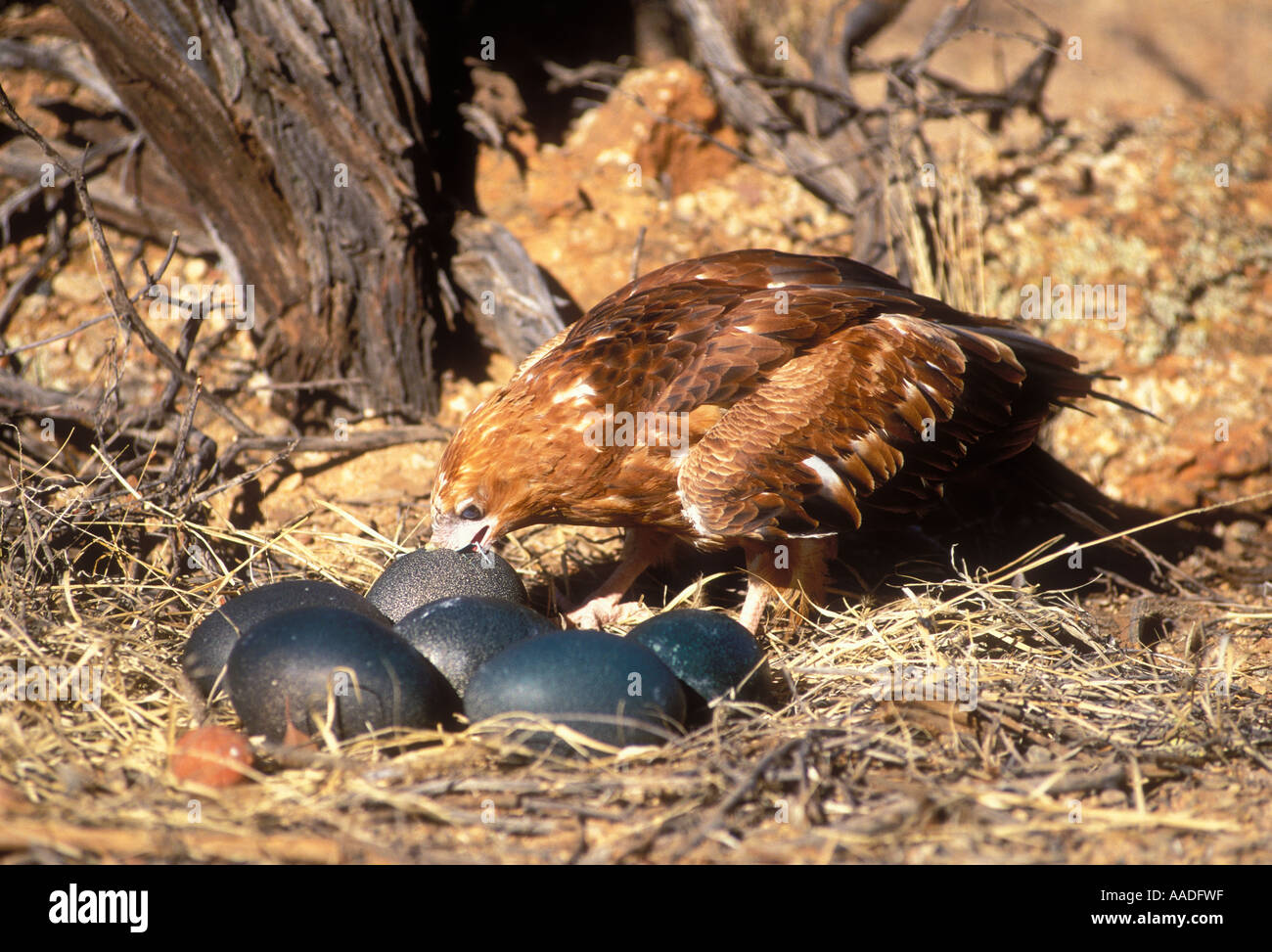 Black breasted Buzzard Hamirostra melanosternon Preparing to break open ...