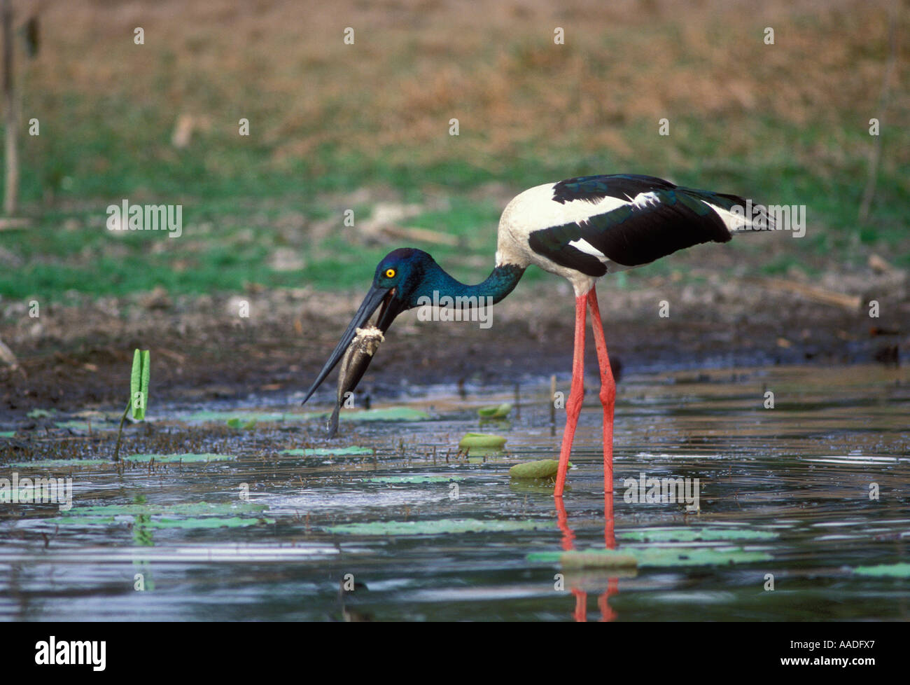 Black necked Stork Jabiru Ephippiorhynchus asiaticus Fishing ...
