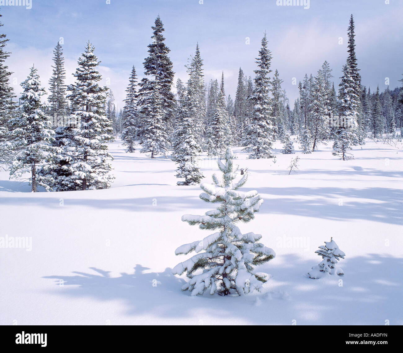 Woods on a Snowy Afternoon Stock Photo - Alamy