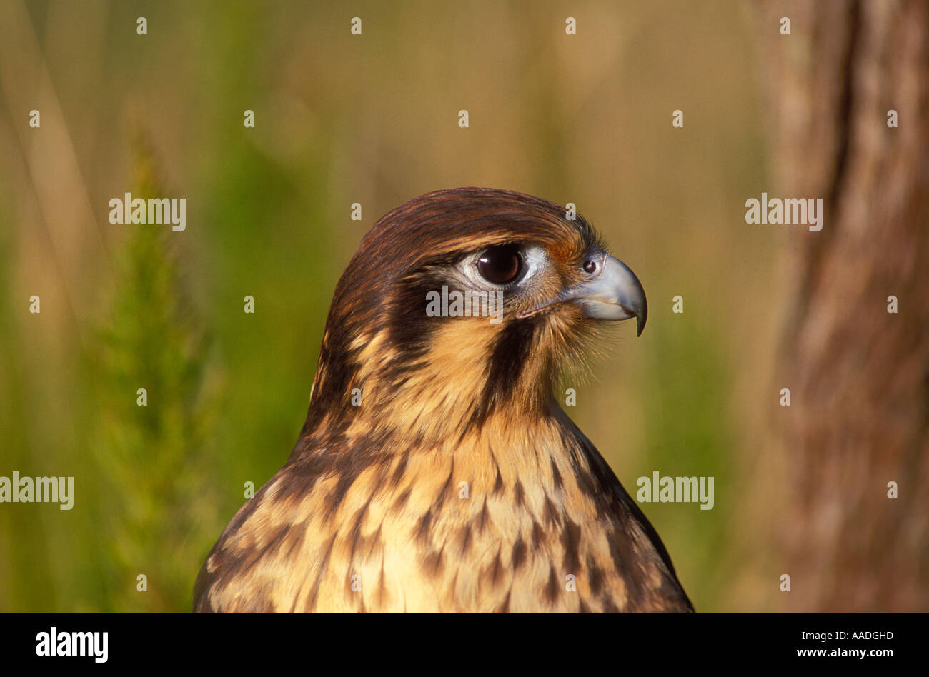 Brown falcon australia hi-res stock photography and images - Alamy