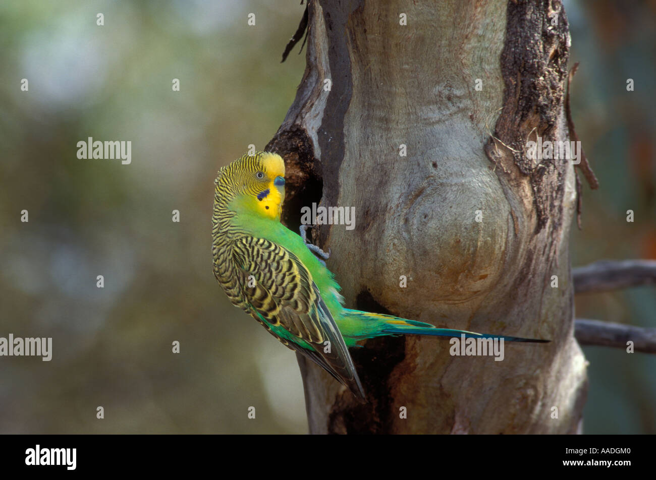Budgerigar australia hi-res stock photography and images - Alamy