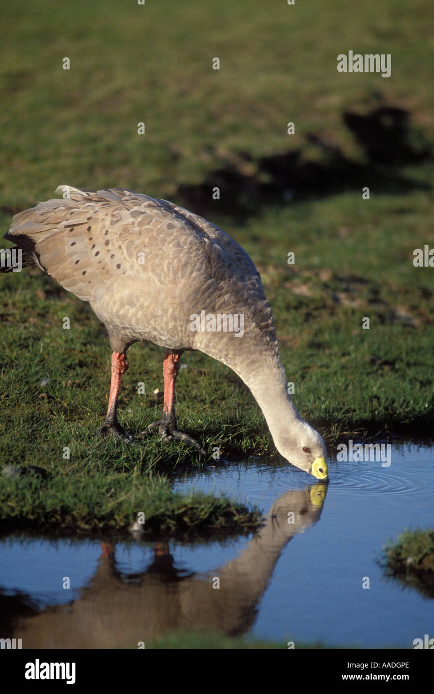 Cape Barren Goose Cereopsis novaehollandiae Photographed on Maria ...