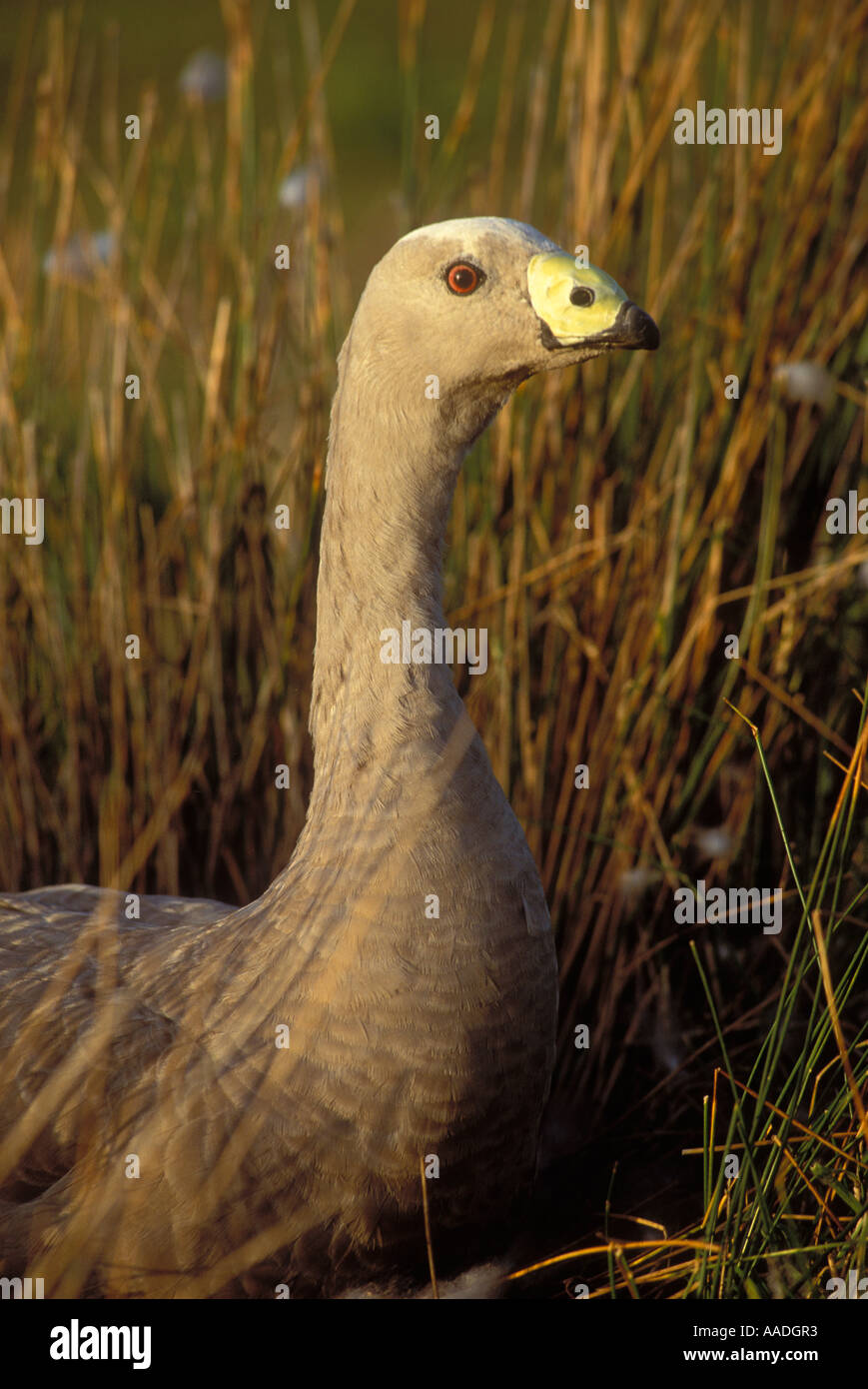 Cape Barren Goose Cereopsis novaehollandiae Photographed on Maria ...