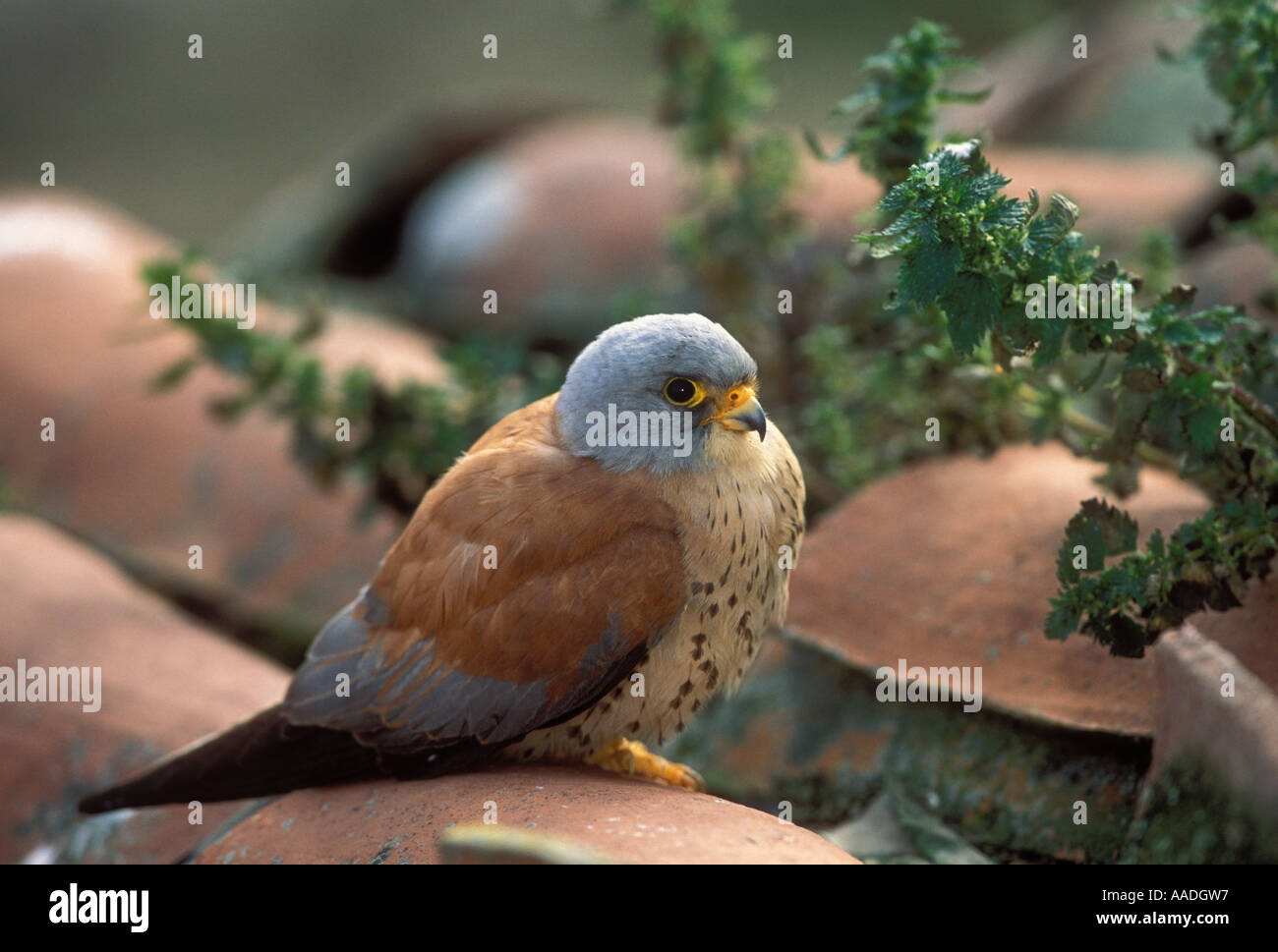 Lesser Kestrel Falco naumanni Photographed in Spain Stock Photo - Alamy