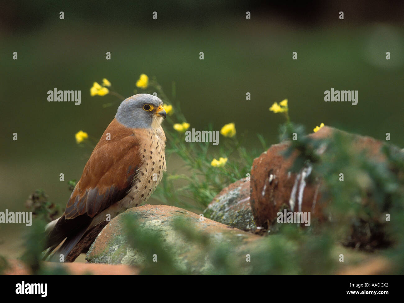 Lesser Kestrel Falco naumanni Photographed in Spain Stock Photo - Alamy