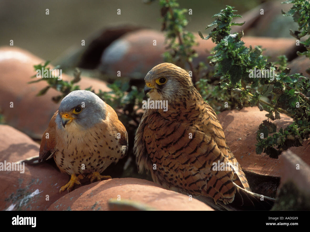 Lesser Kestrel Falco naumanni Pair Photographed in Spain Stock Photo ...