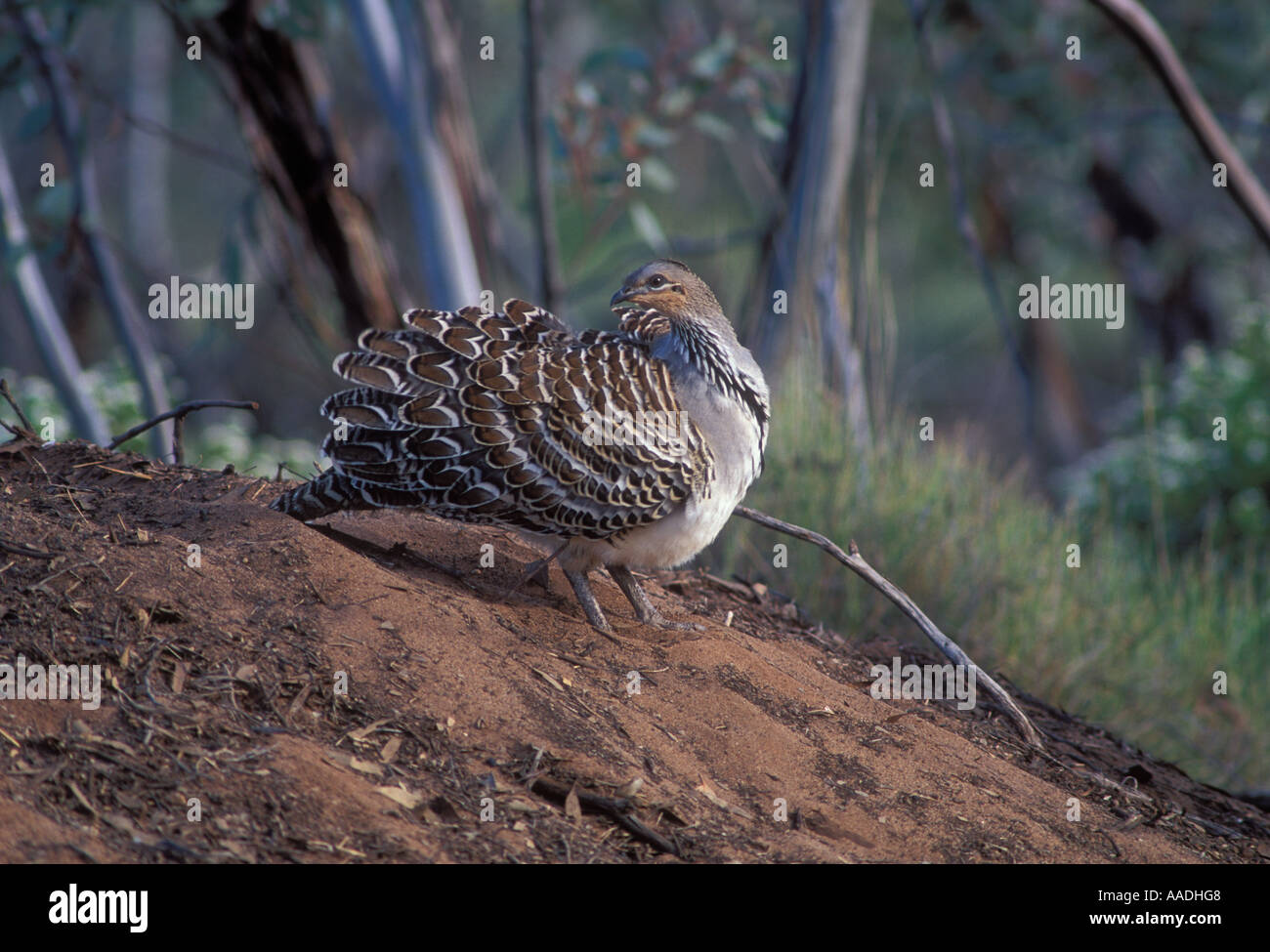 Wildlife bird endangered mallee hi-res stock photography and images - Alamy
