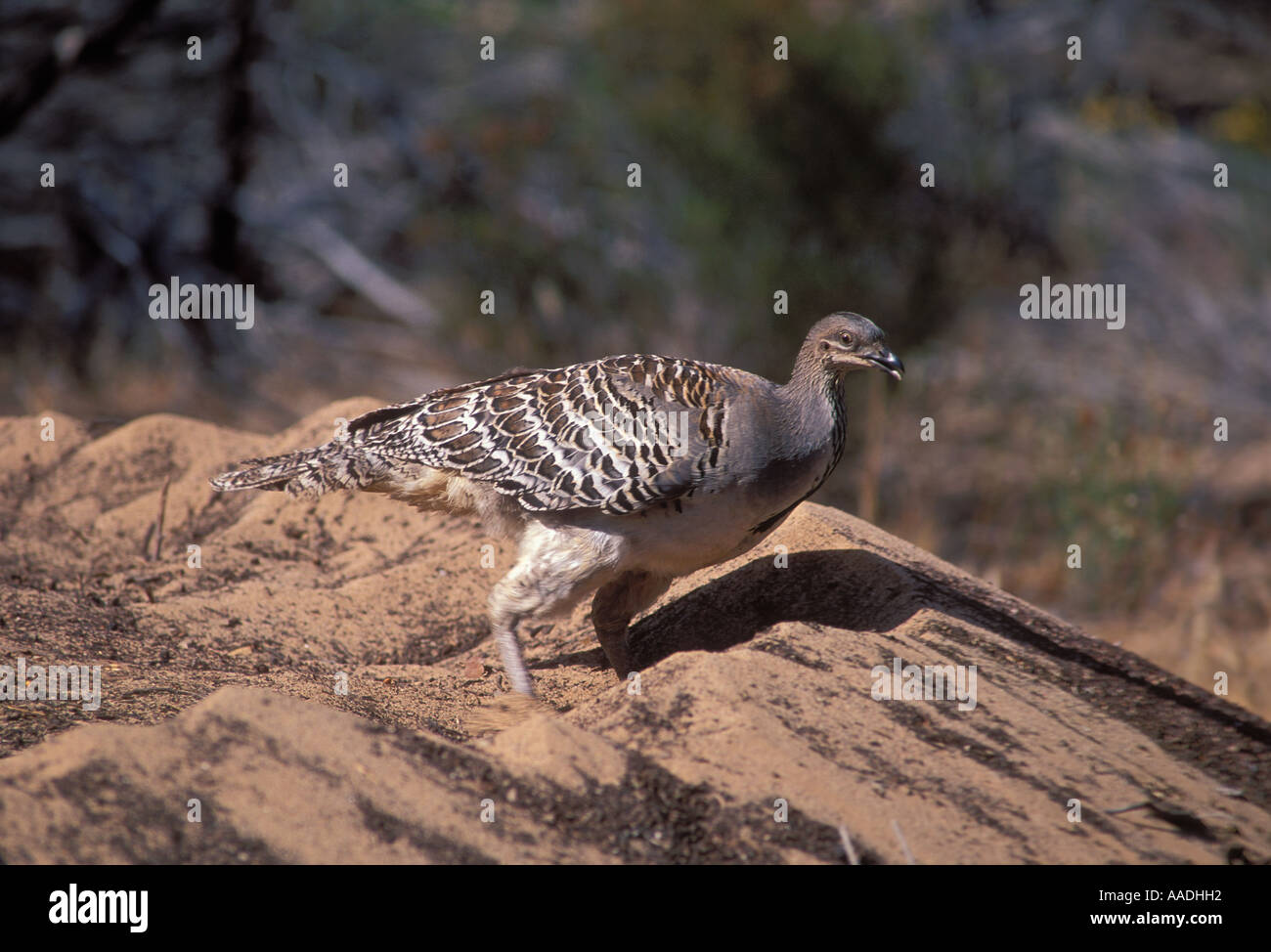 Wildlife bird endangered mallee hi-res stock photography and images - Alamy
