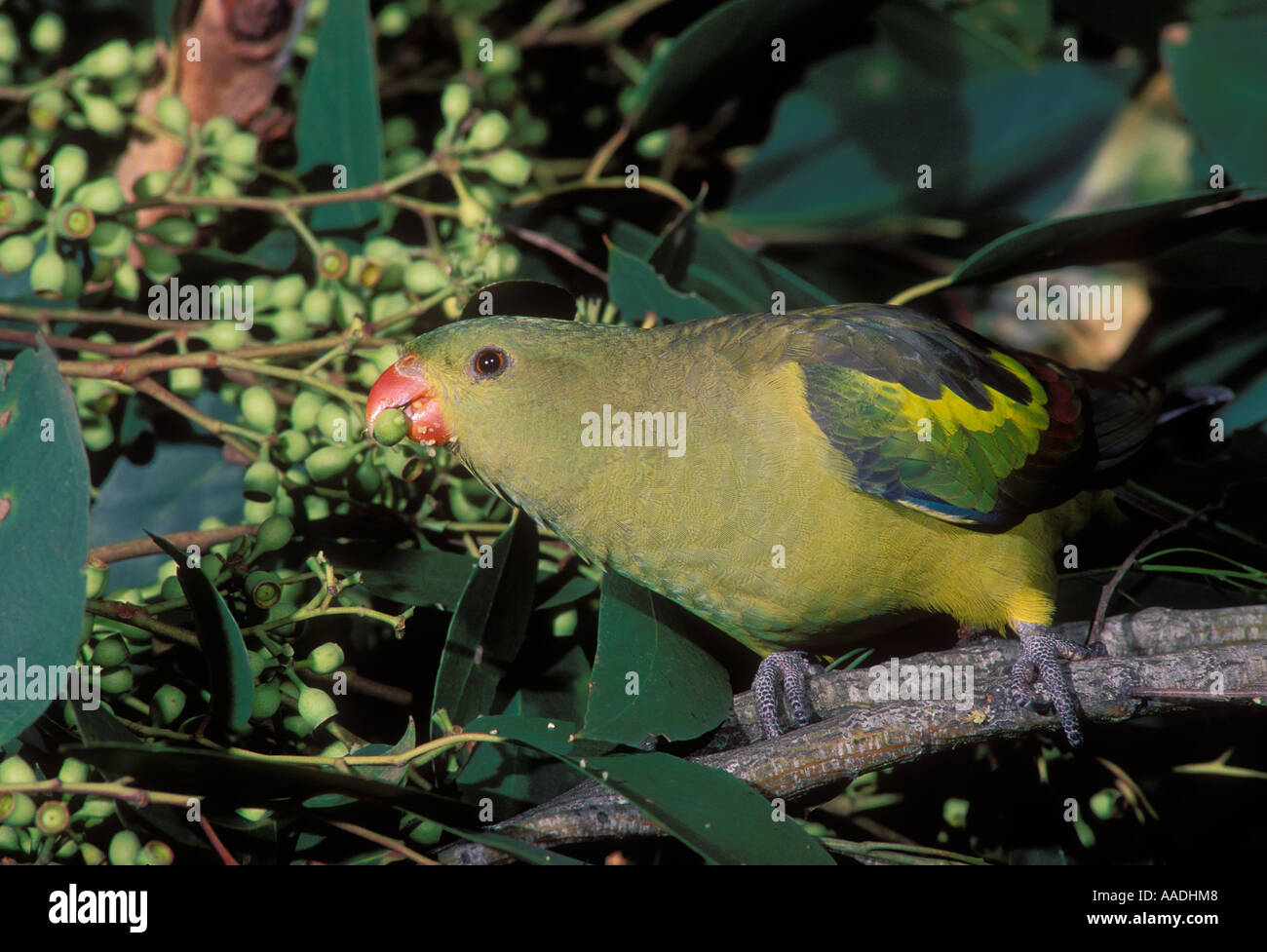 Regent parrot hi-res stock photography and images - Alamy
