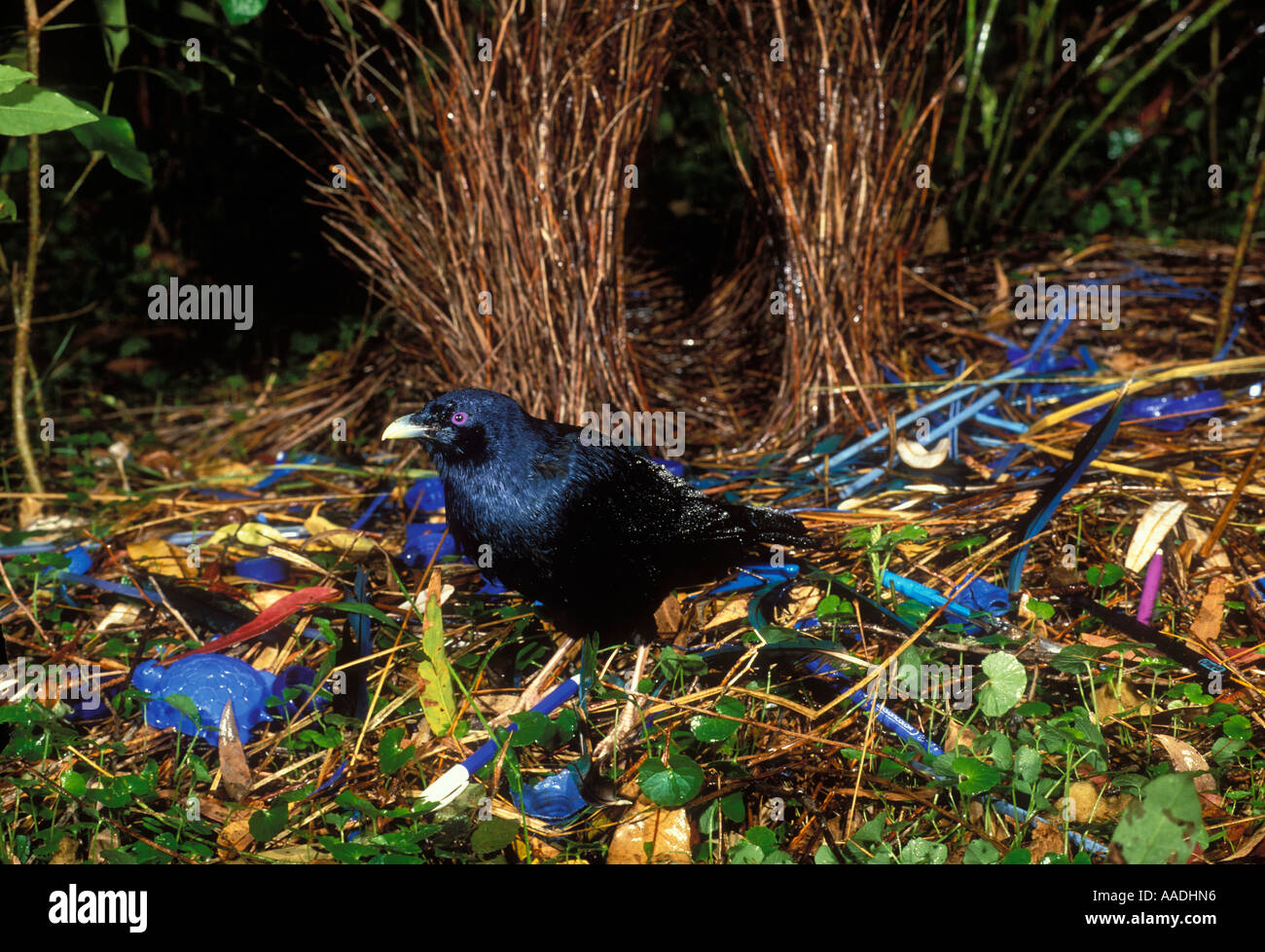 Satin Bowerbird Ptilonorhynchus violaceus Male at bower Stock Photo - Alamy