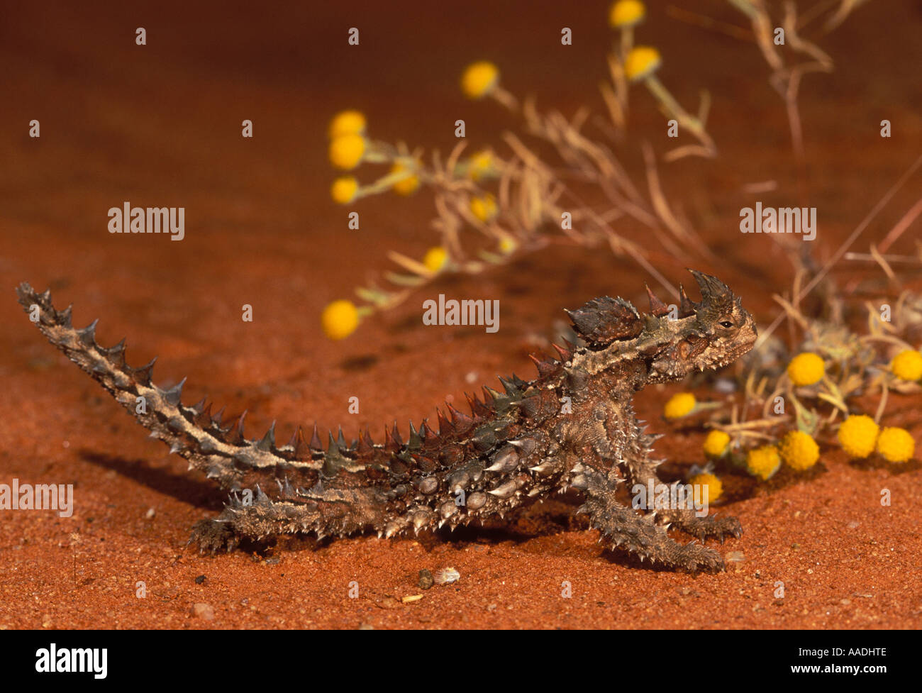 Thorny Devil Moloch horridus Photographed in Western Australia Stock ...