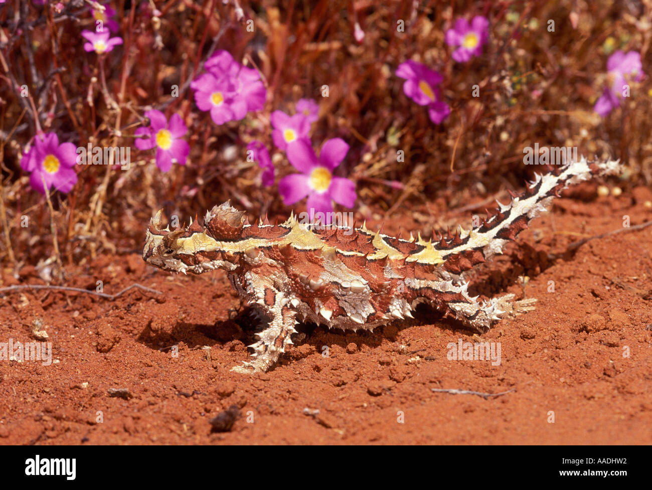 Thorny Devil Moloch horridus Photographed in Western Australia Stock ...