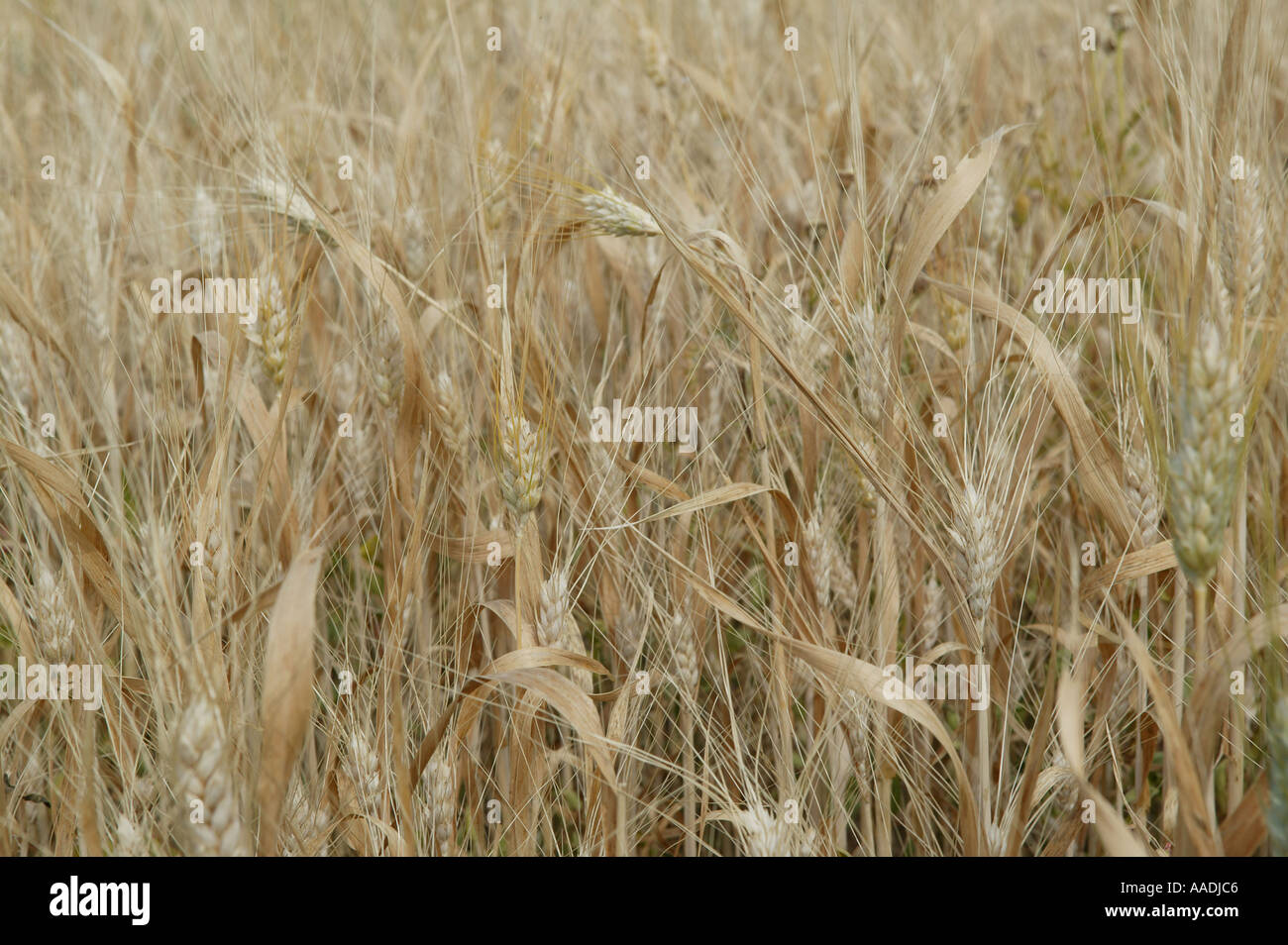 Detail of established agricultural barley crop Stock Photo - Alamy