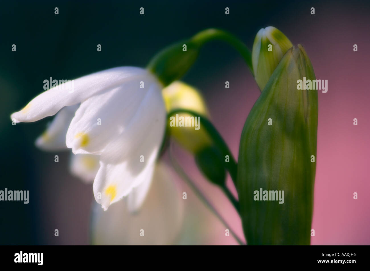 Snowflake cluster hi-res stock photography and images - Alamy