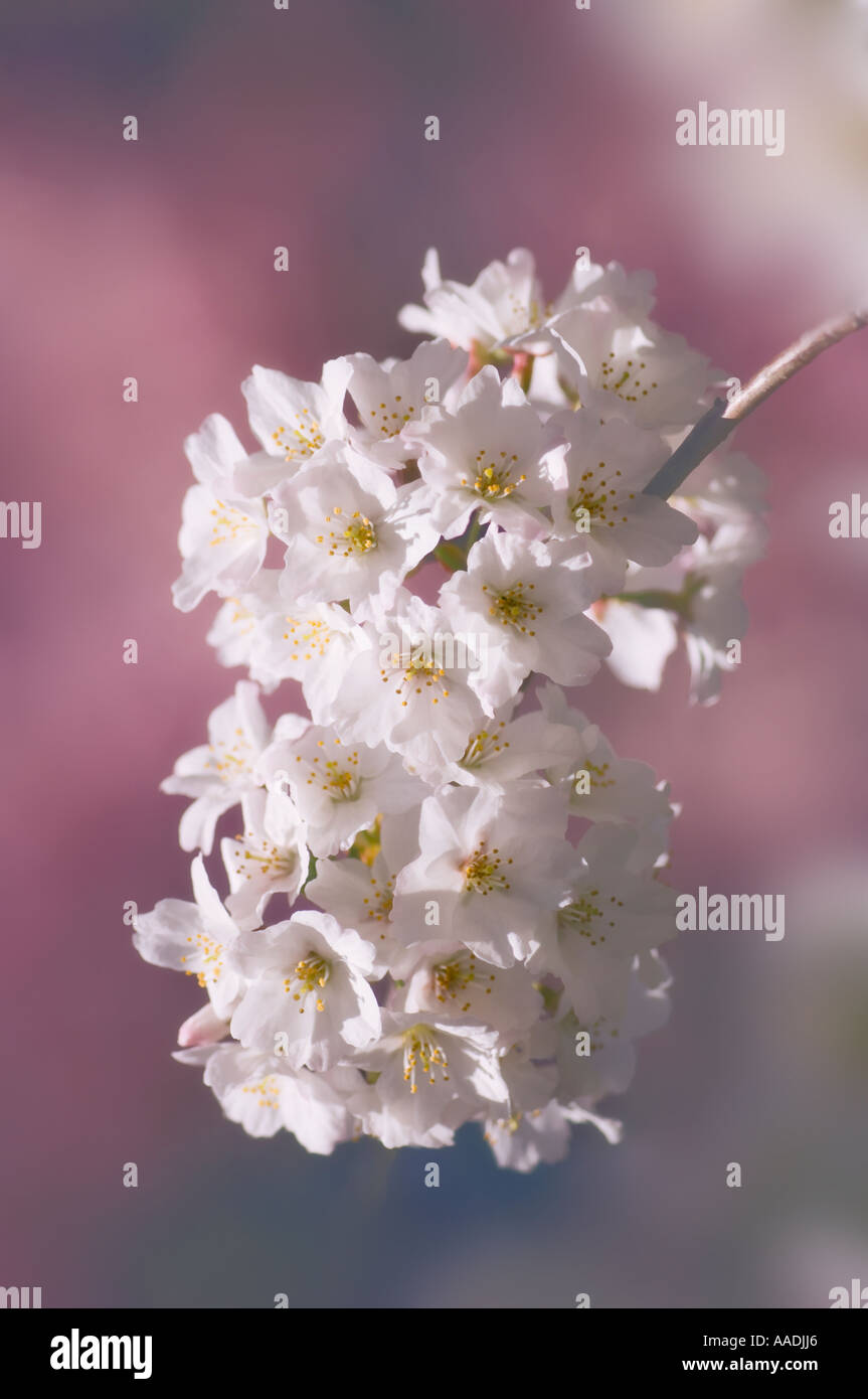 Spring Cherry Blossom Stock Photo - Alamy