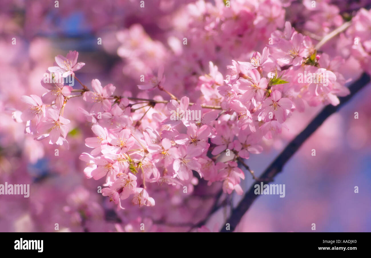 Spring Cherry Blossom Stock Photo - Alamy
