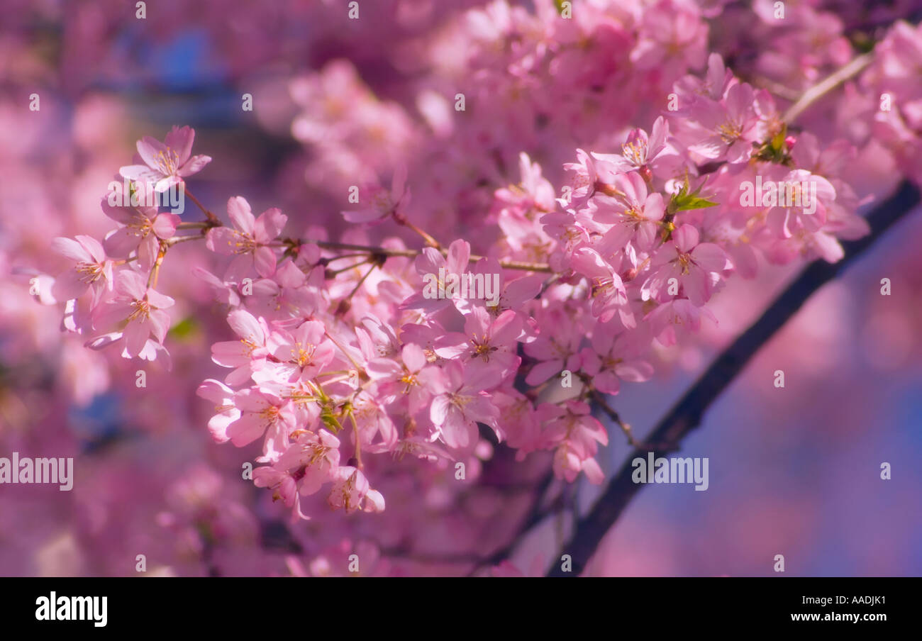 Spring Cherry Blossom Stock Photo - Alamy