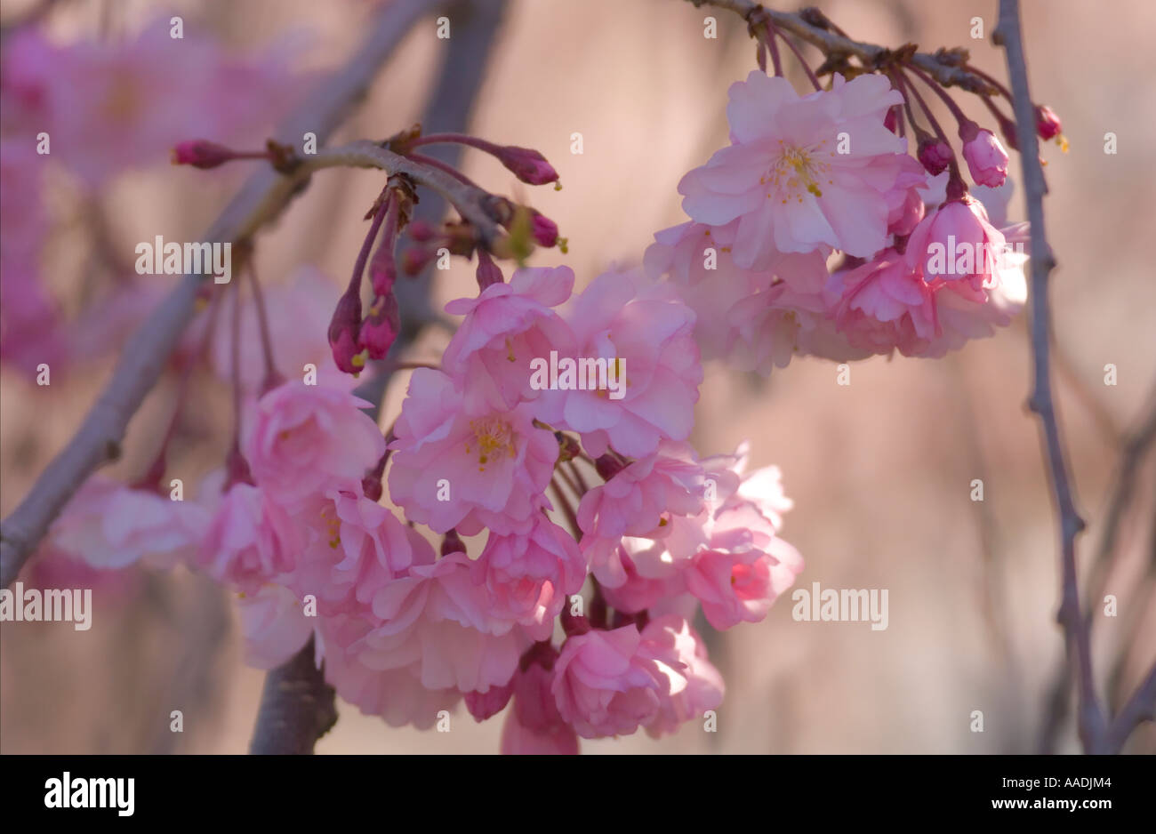 Spring Cherry Blossom Stock Photo - Alamy