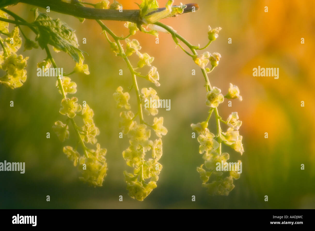 Sativum red currant hi-res stock photography and images - Alamy