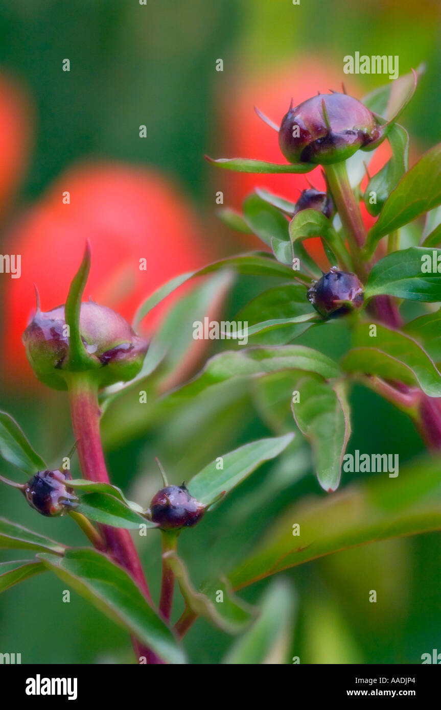 Emerging Peony Flower Buds Stock Photo - Alamy
