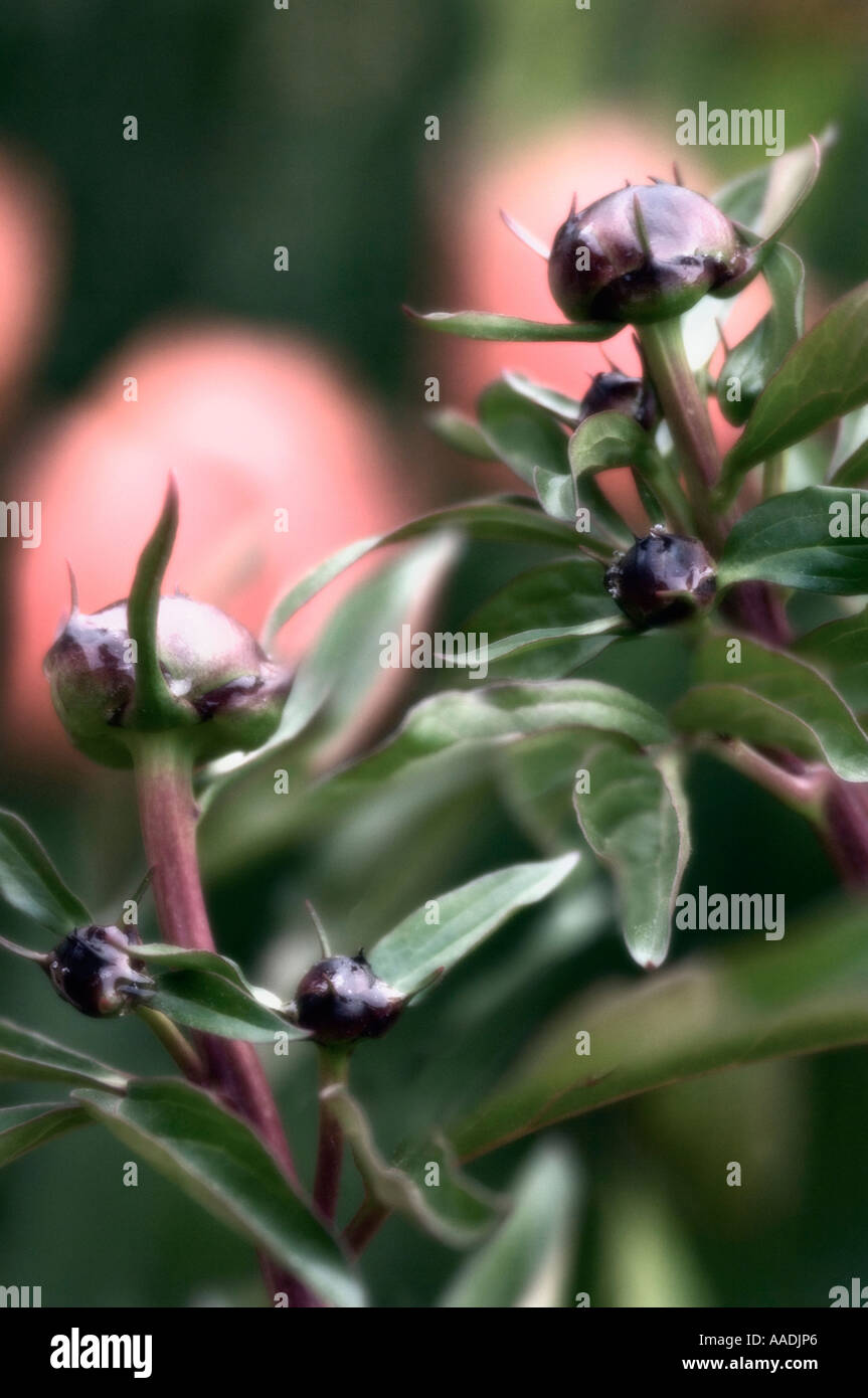 Emerging Peony Flower Buds Stock Photo - Alamy