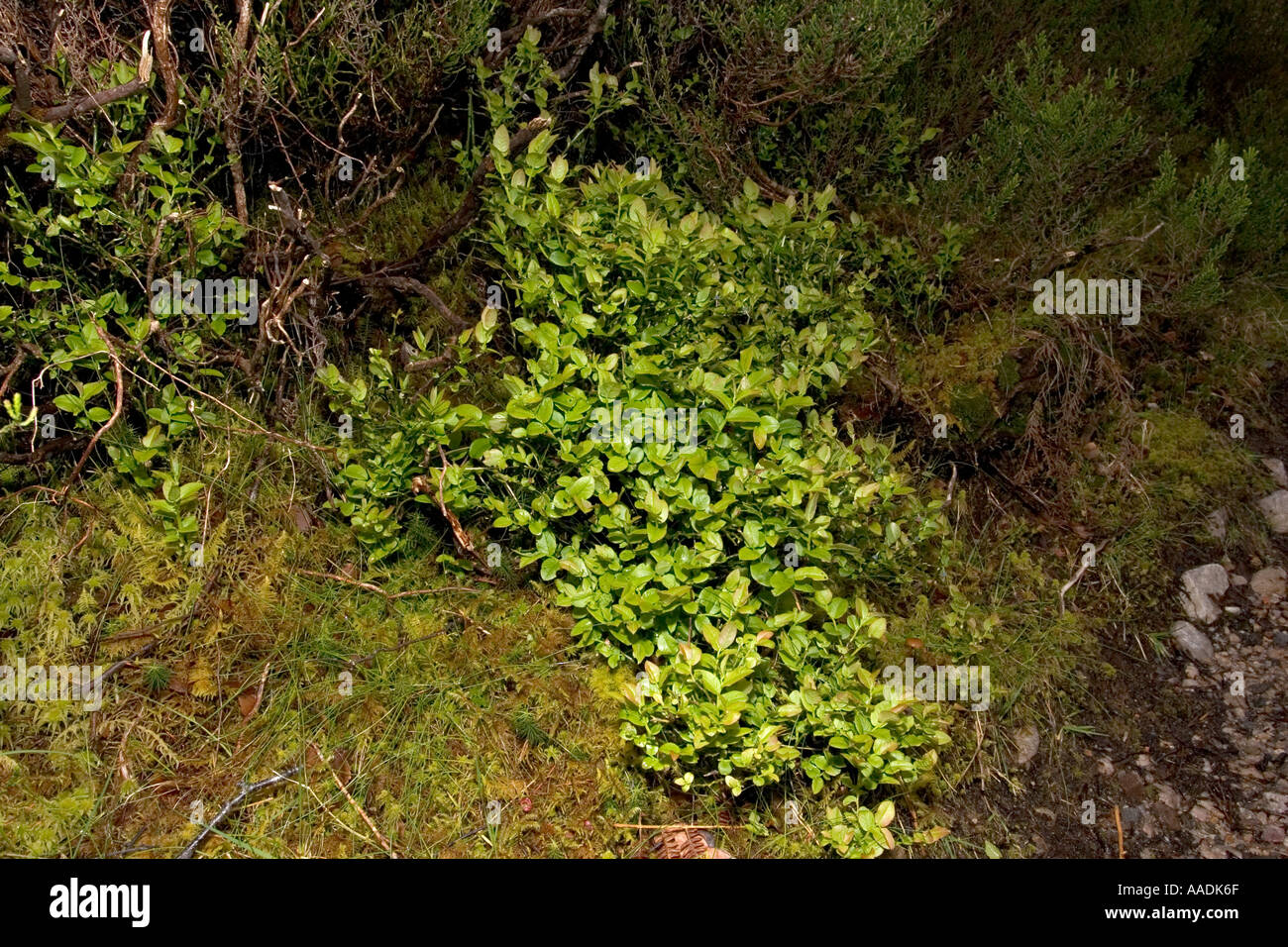 Juniper on woodland floor Beinn Eighe Nature Reserve Scotland Stock ...
