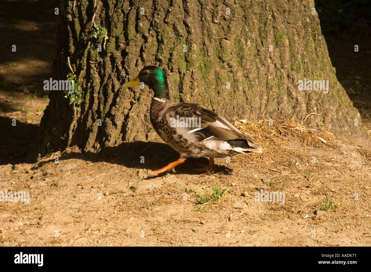 duck out of water Stock Photo - Alamy