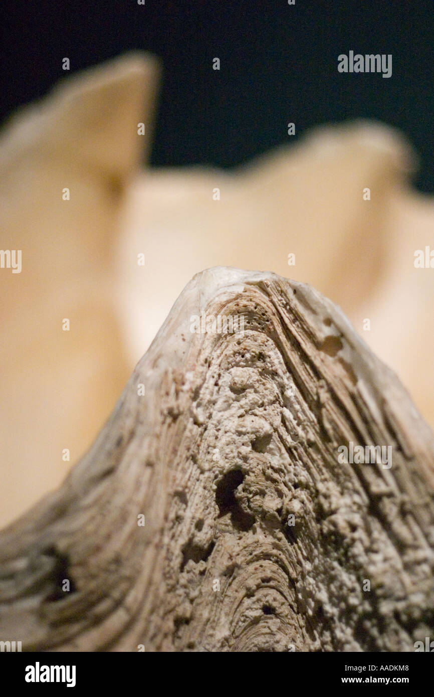 Detail from a giant clam Stock Photo - Alamy