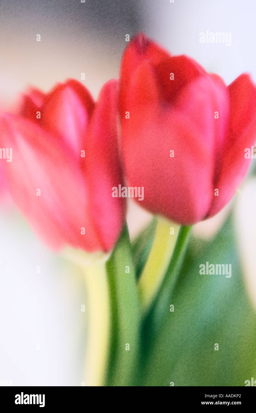 Tulipa motion hi-res stock photography and images - Alamy