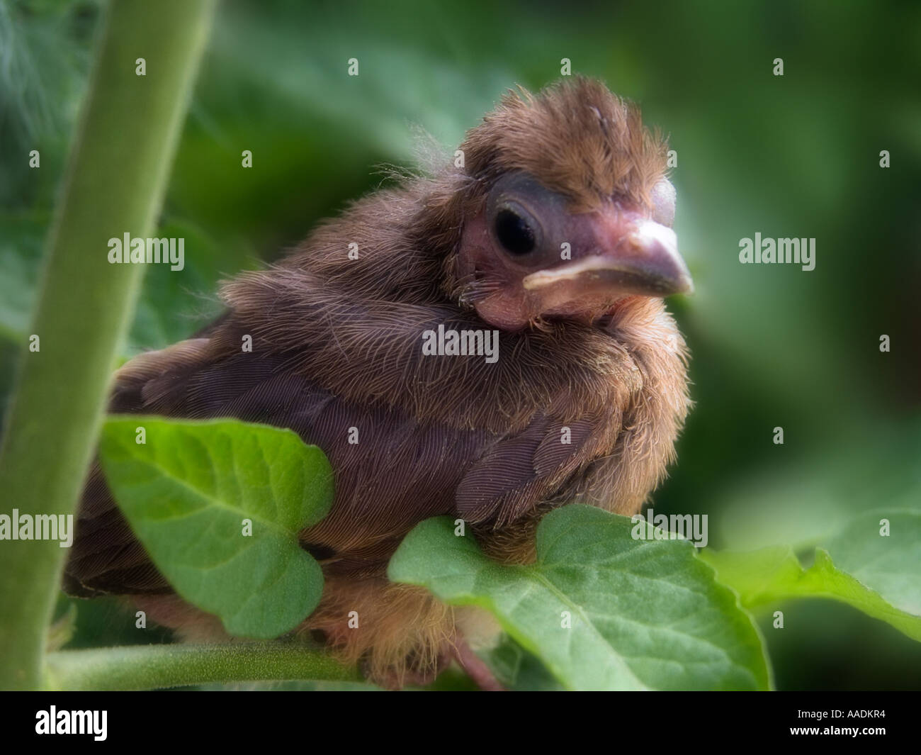 Baby Cardinal Stock Photos & Baby Cardinal Stock Images - Alamy