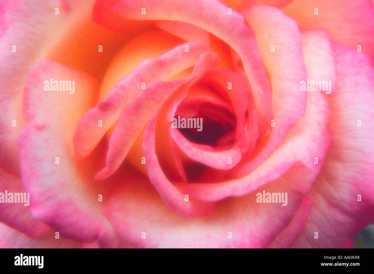 Bicolor Pink Rose Flower Center Stock Photo - Alamy