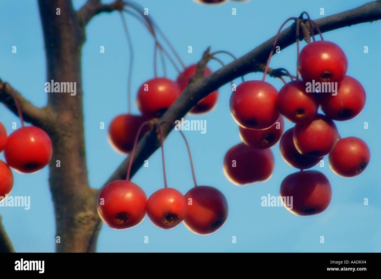 Pyrus coronaria hi-res stock photography and images - Alamy