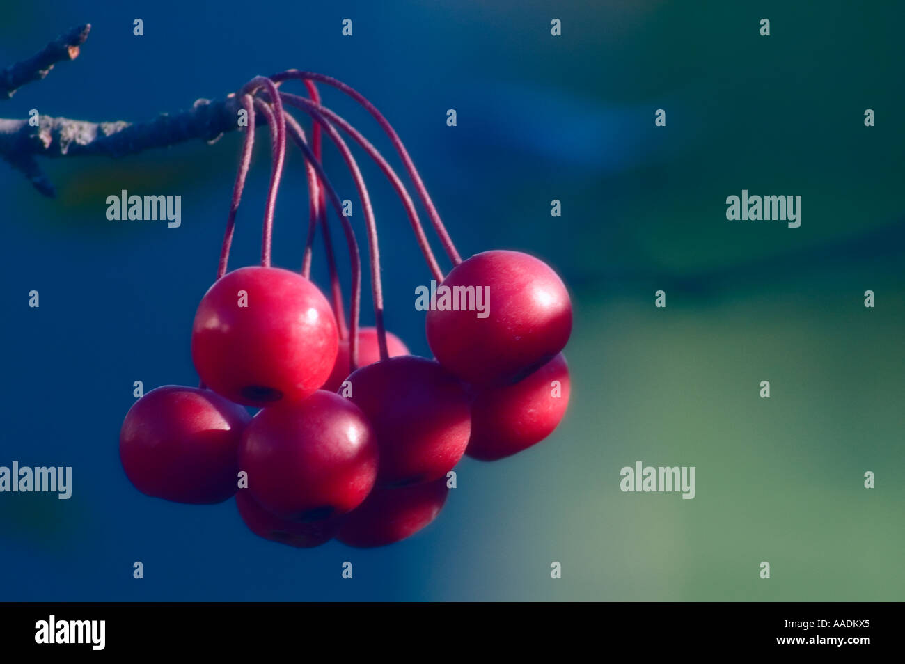 Pyrus coronaria hi-res stock photography and images - Alamy