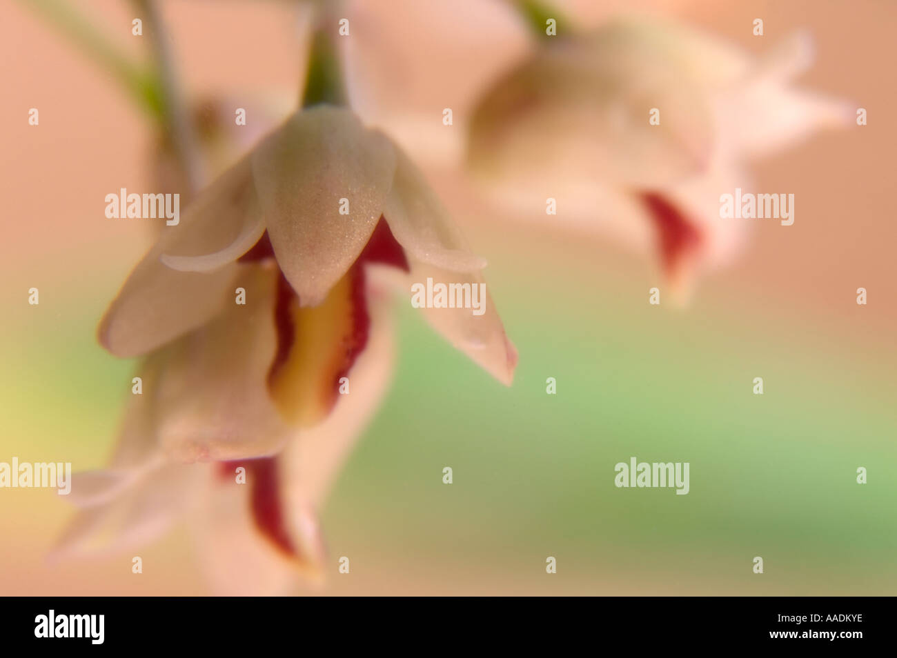 Tropical orchid specie hi-res stock photography and images - Alamy