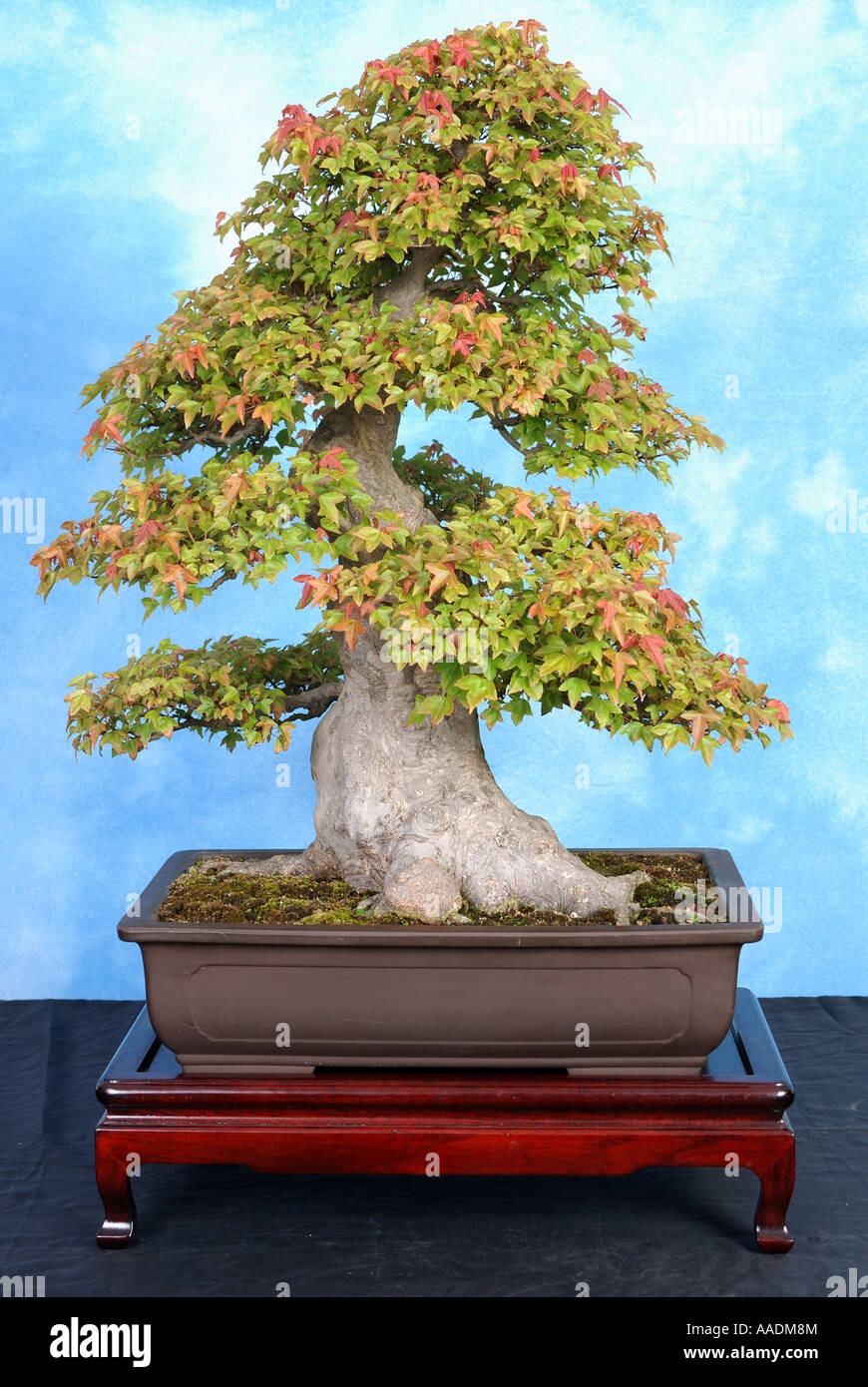 Bonsai Trees Trident Maple Stock Photo - Alamy