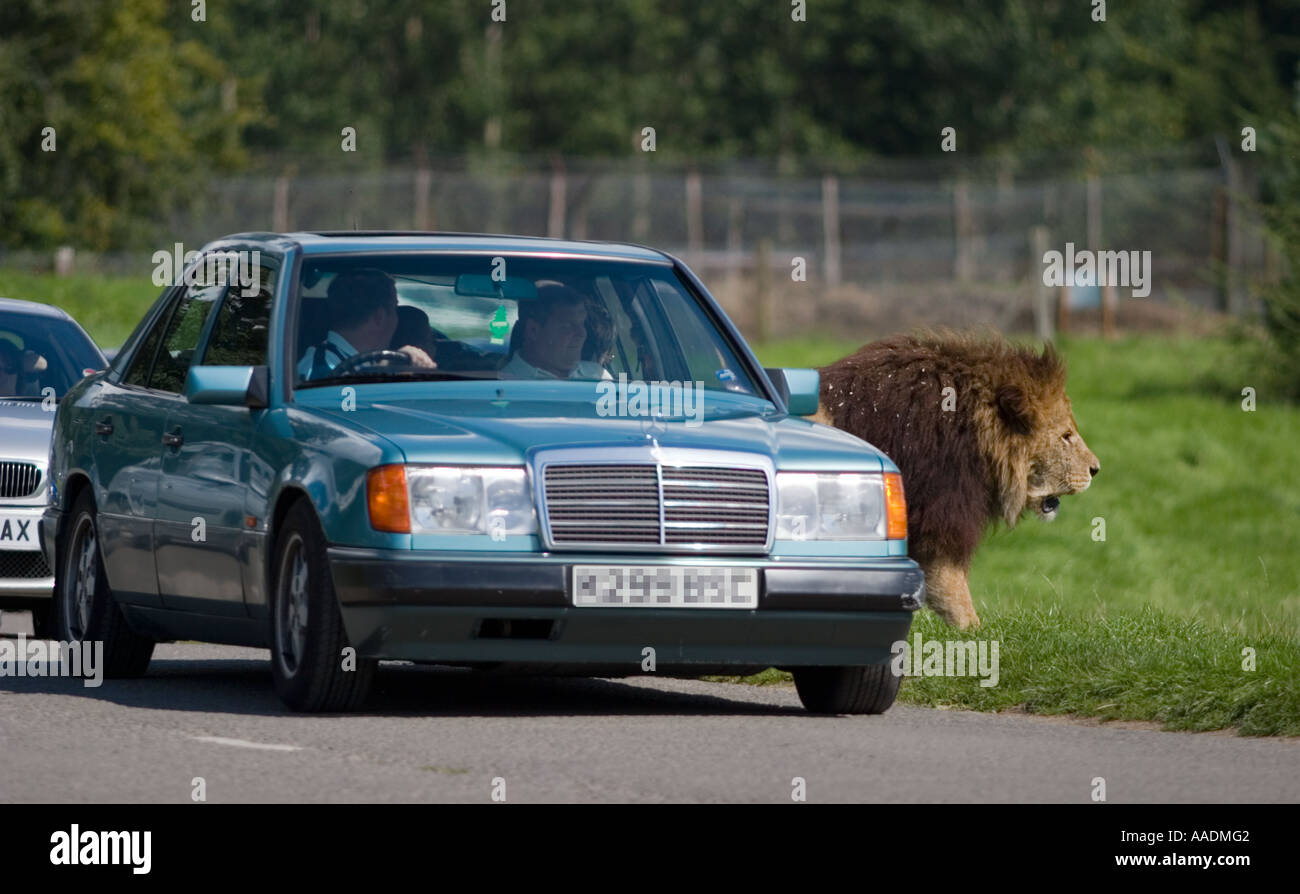 Lion beside car hi-res stock photography and images - Alamy