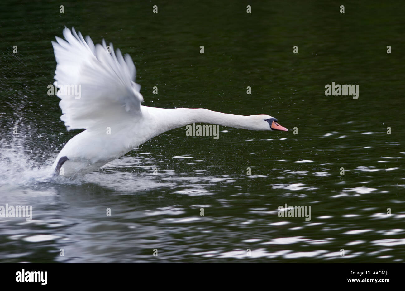 Mute swan taking off Stock Photo - Alamy